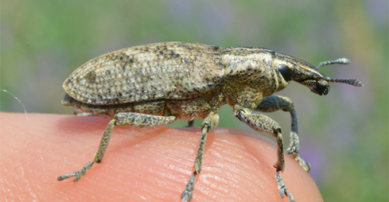 7 Effective Tips To Get Rid of Weevils
