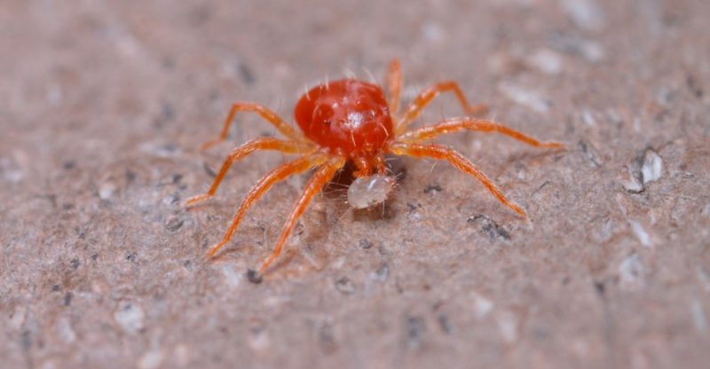 18 Useful Home Remedies To Get Rid of Clover Mites
